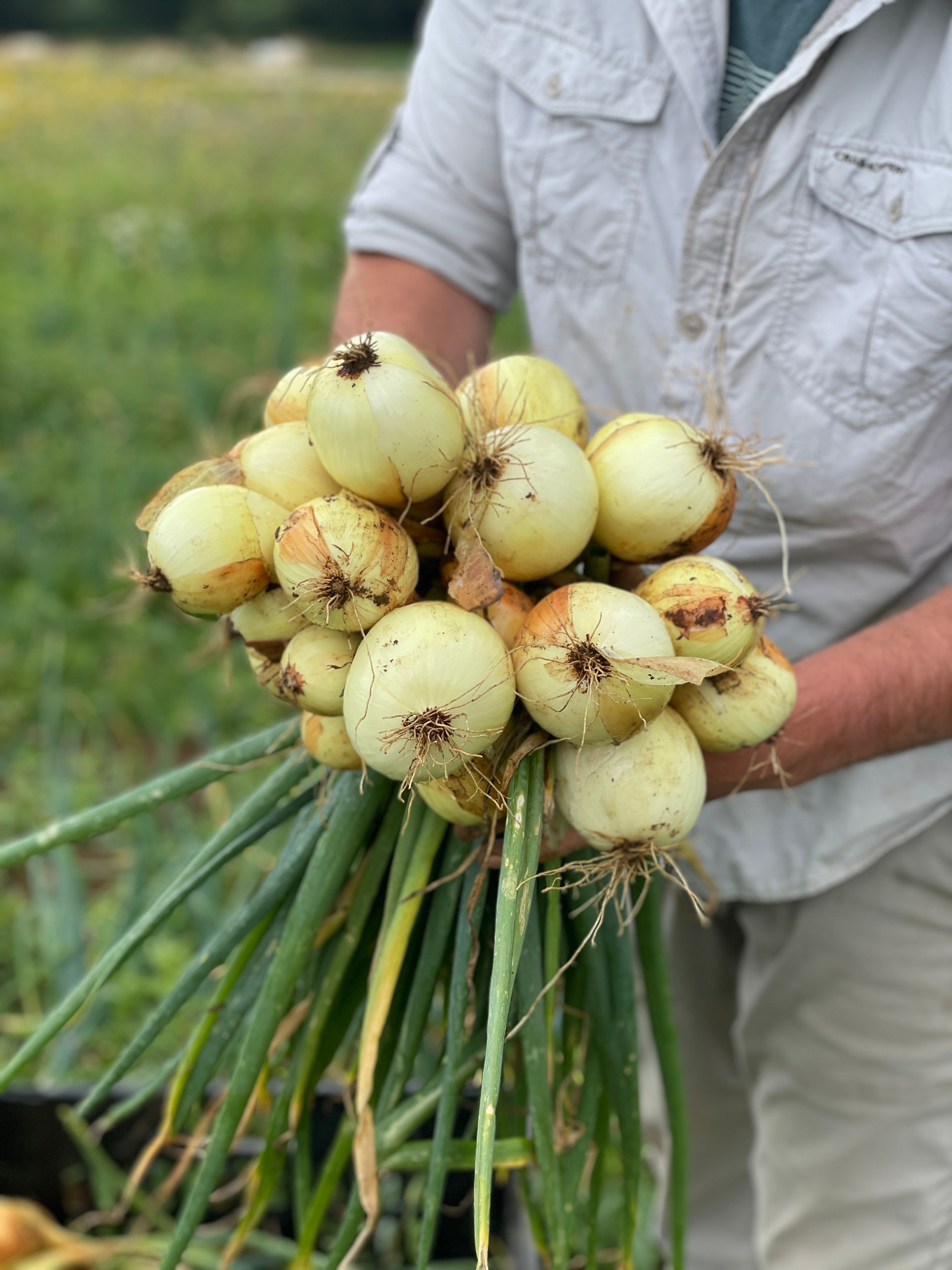 Fresh Onion Bunch - Sandy Lane Farm